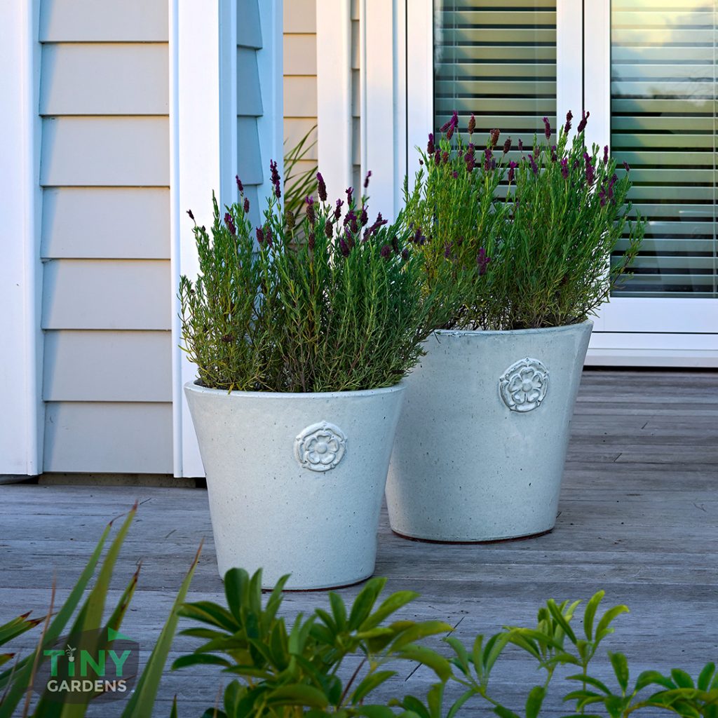 Tudor Rose Glazed Antique White Planter Pot Set - Tiny Gardens